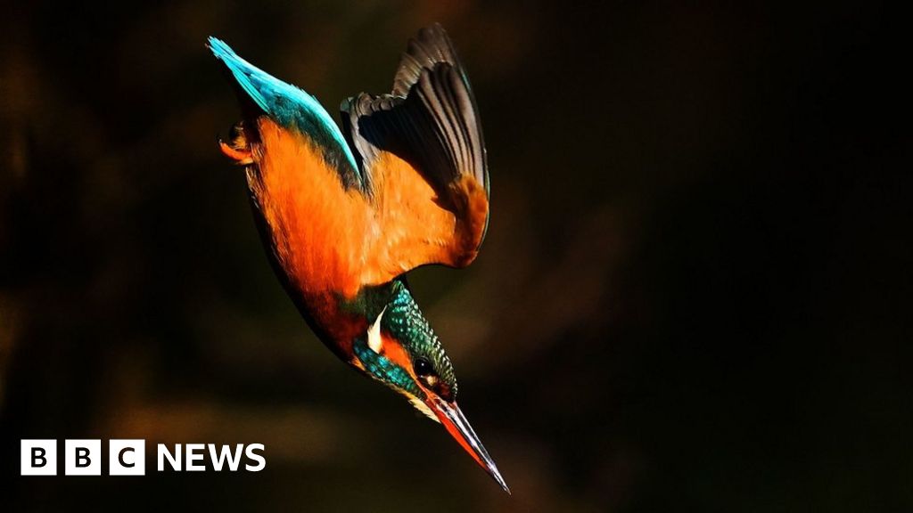 Northern Ireland conservation: More than 100 species added to priority ...