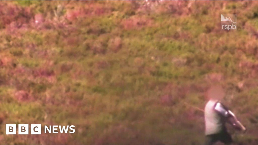 Video shows alleged hen harrier shooting - BBC News