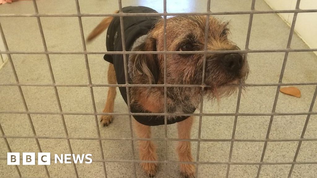 Covid: Out with the RSPCA in their busiest year - BBC News