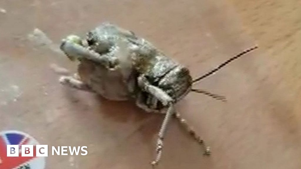 Locust found in supermarket salad - BBC News