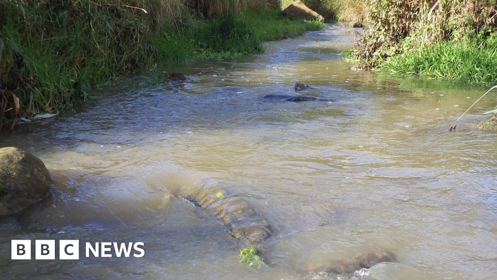Housing firm pays £100k for polluting Bradford waterway - BBC News