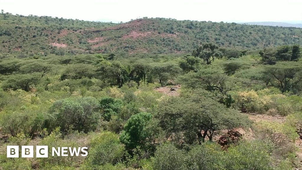 Making Ethiopia green again - BBC News