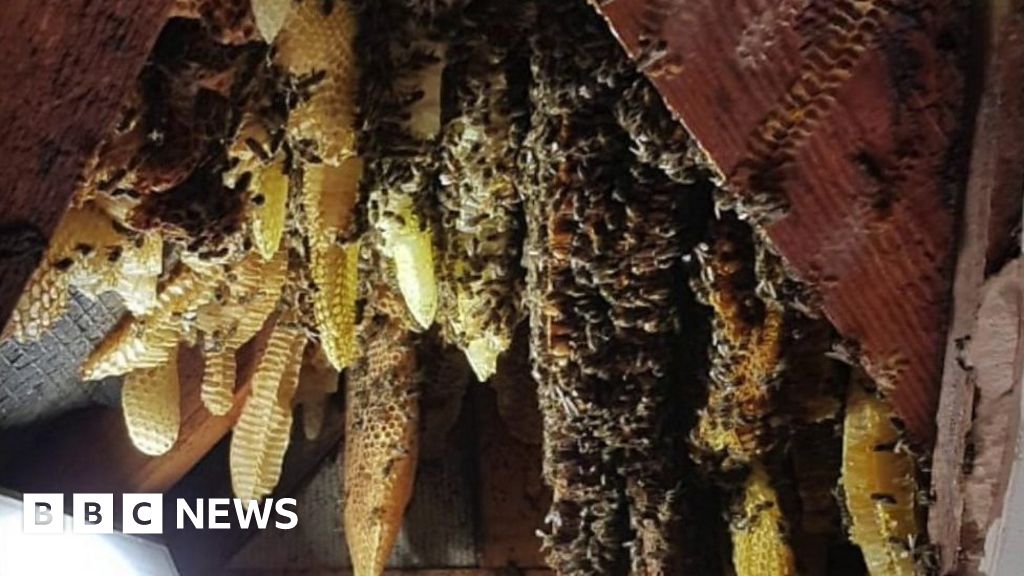 Tens of thousands of bees removed from house - BBC News