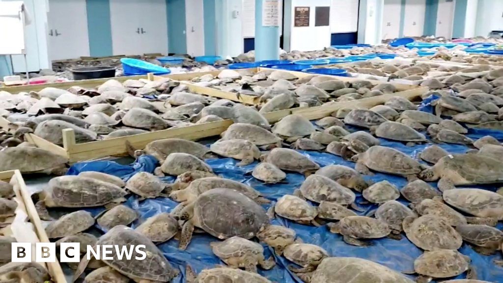 Texas weather: Thousands of cold-stunned turtles rescued - BBC News