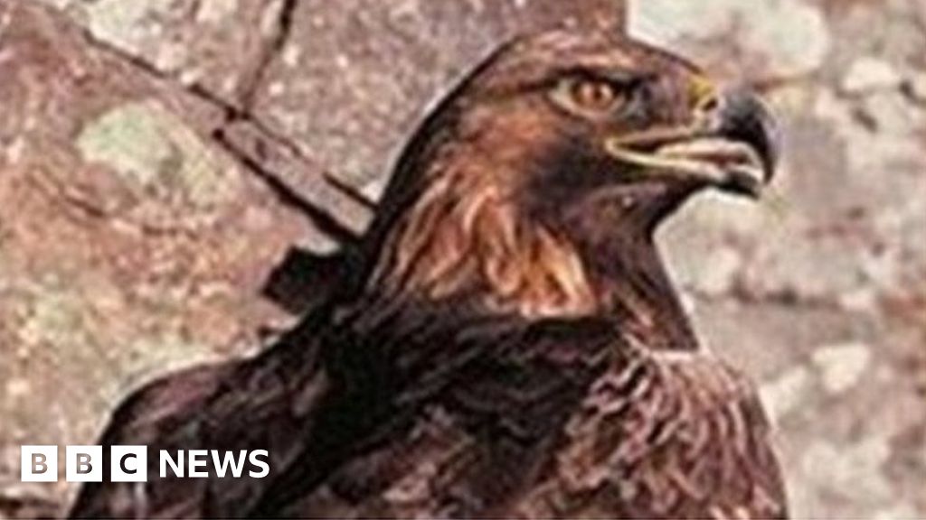 England's only resident golden eagle 'feared dead' - BBC News