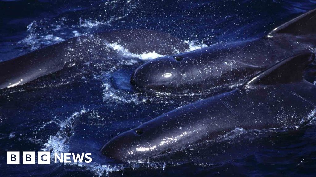 'Unusual and enigmatic' long-finned pilot whales spotted off Welsh coast - BBC News
