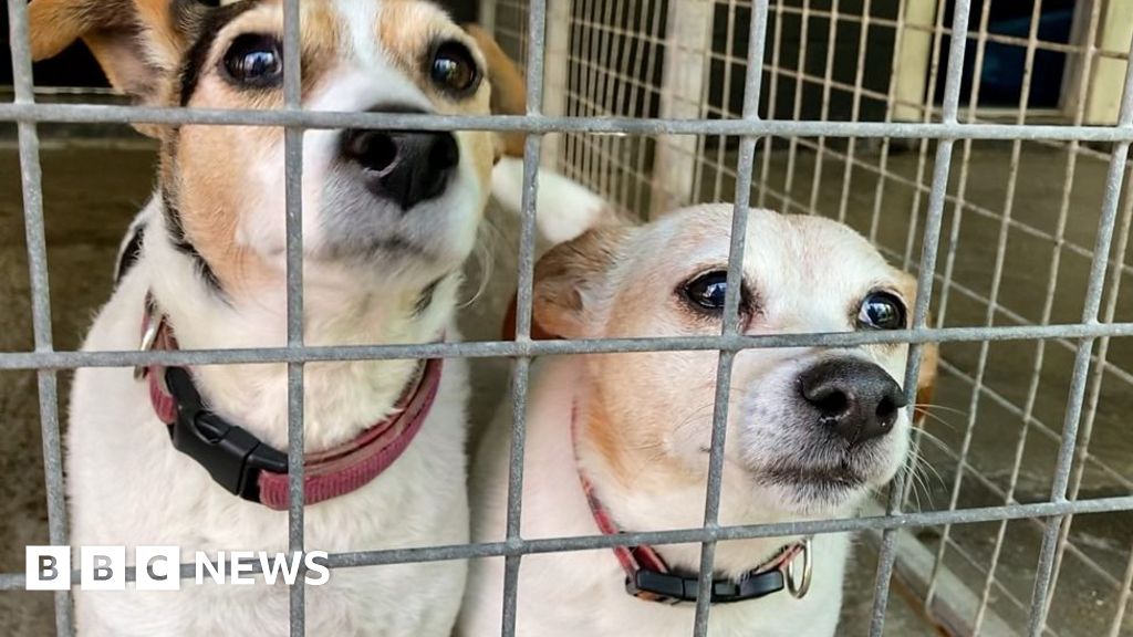 Covid: Sharp increase reported in abandoned dogs - BBC News