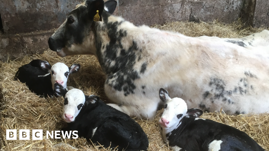 Anglesey farmer's shock after cow gives birth to triplets - BBC News