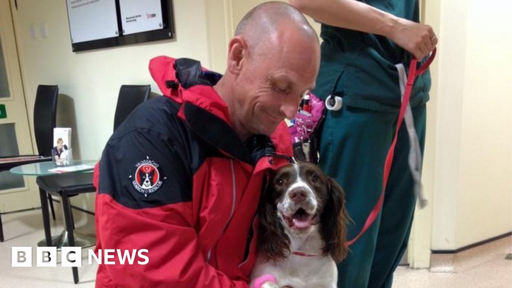 Snake bite dog Tara's 'remarkable' recovery - BBC News