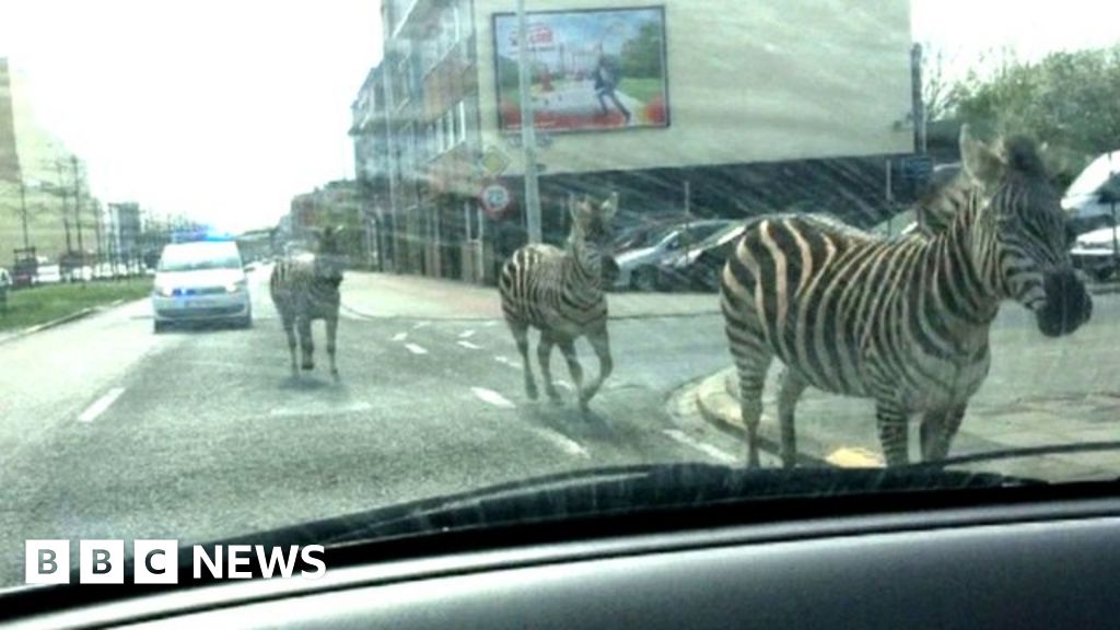 Zebras on the loose in Brussels - BBC News