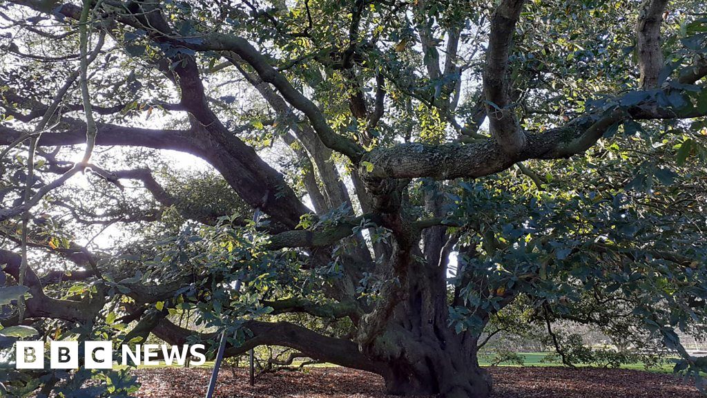 The oak tree in Kew Gardens that taught the world a lesson - BBC News