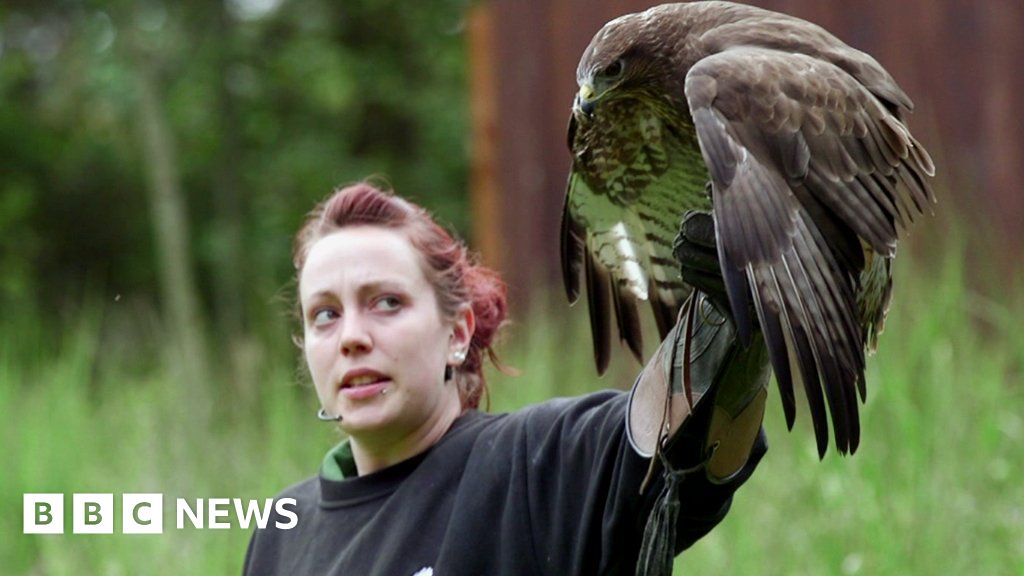 Trialling the tech to track birds - BBC News