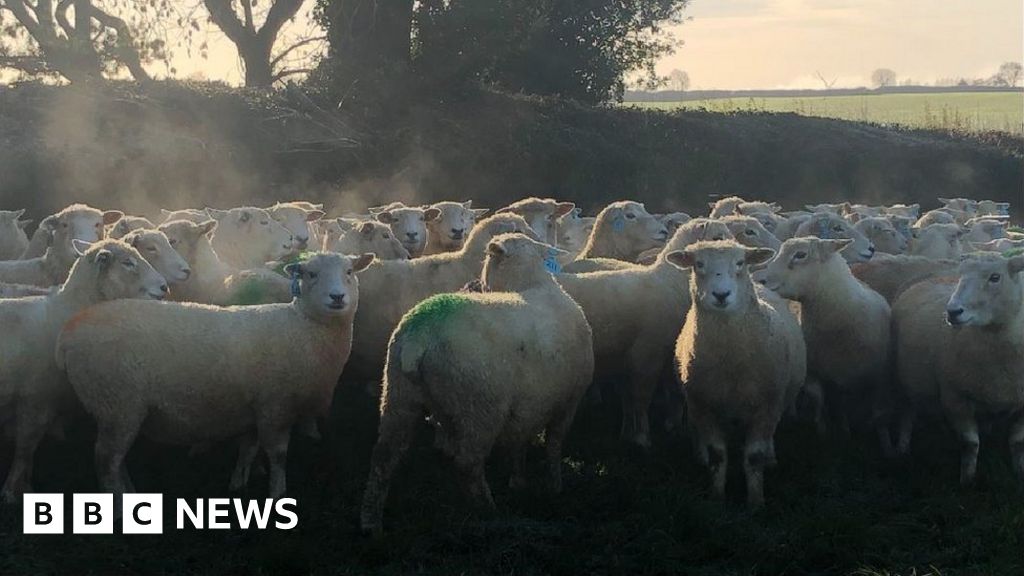 Sheep farmer proud to win sustainability award - BBC News