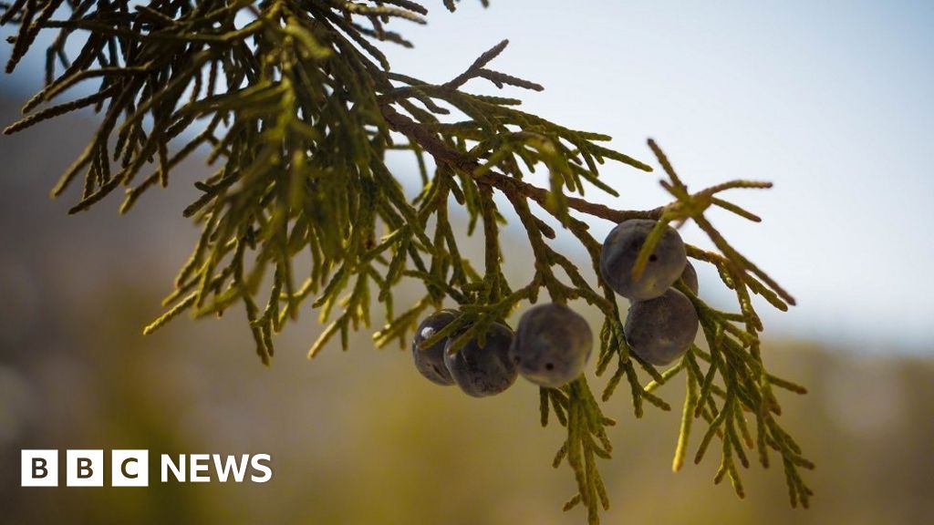 Pakistan's Ziarat: An ancient juniper forest and its living fossils