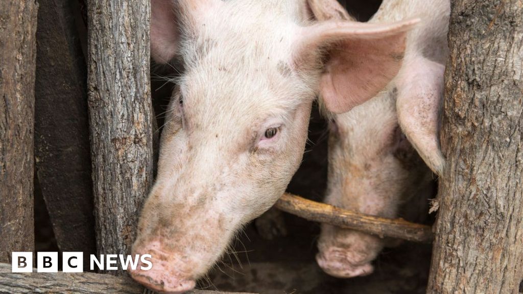 African swine fever 'decimating' Nigerian pigs - BBC News