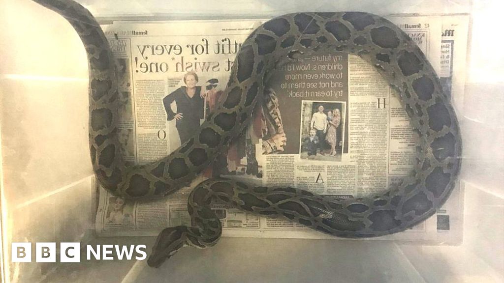 Six-foot python abandoned in Burnley Tesco car park - BBC News