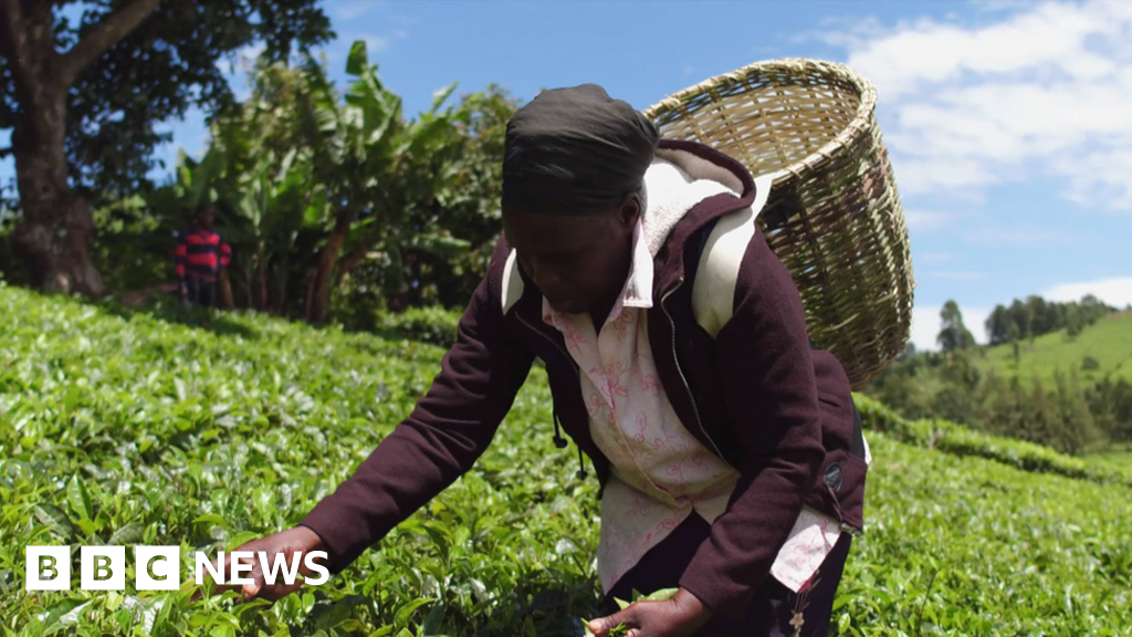 Kenyan tea pickers bid to sue Finlays in Scotland - BBC News
