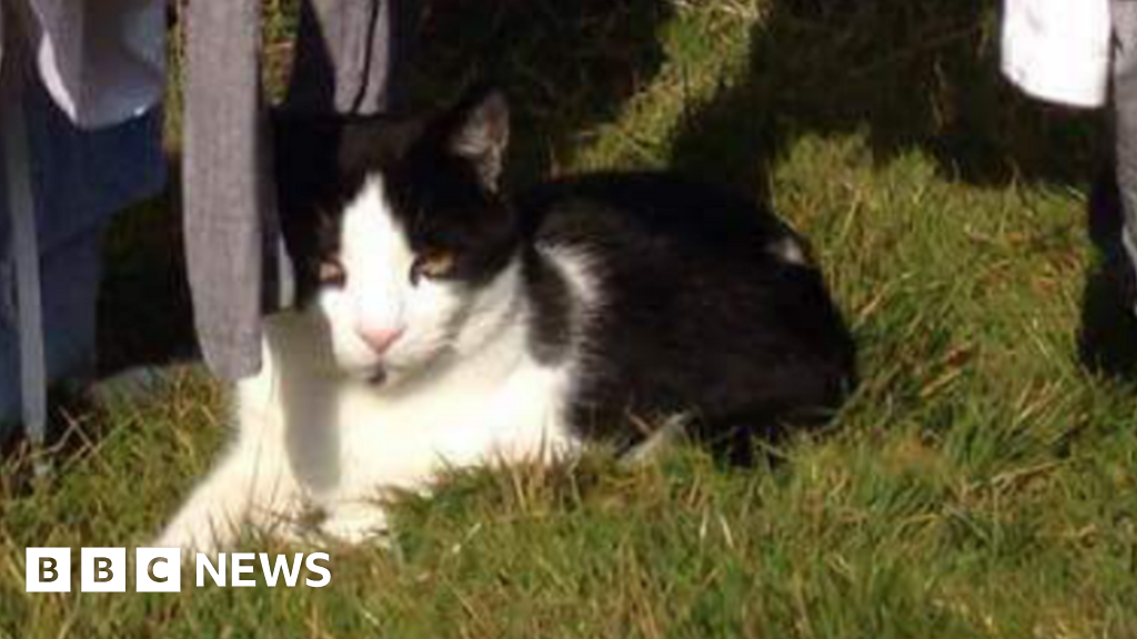Teenager charged following cat killing in Surrey - BBC News