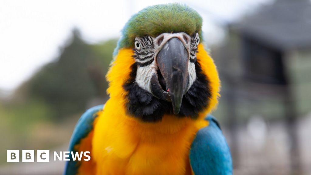 Owner gets stuck in tree rescuing parrot in Wiltshire - BBC News