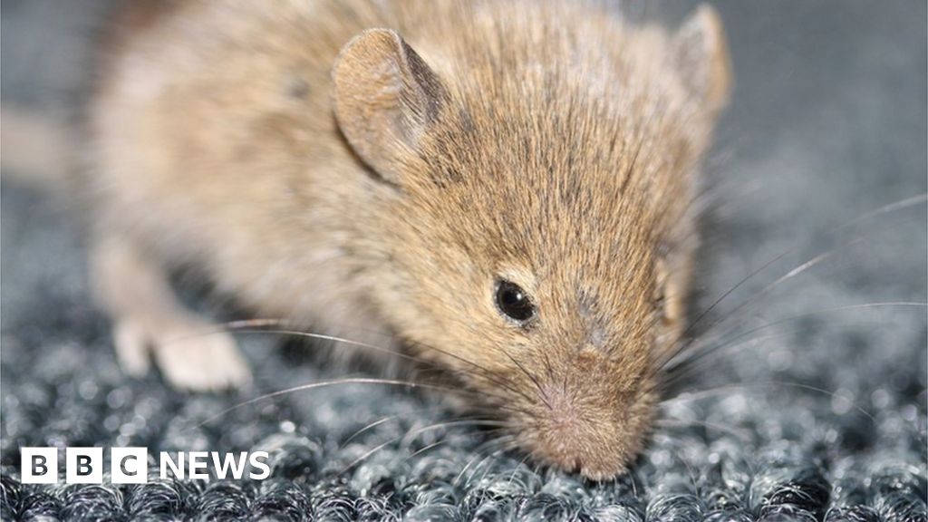 Mice on the loose in Hull Royal Infirmary unit - BBC News
