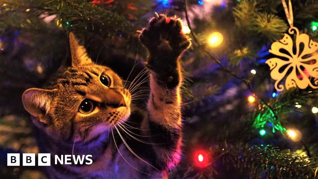 Your pictures on the theme of 'decoration' - BBC News