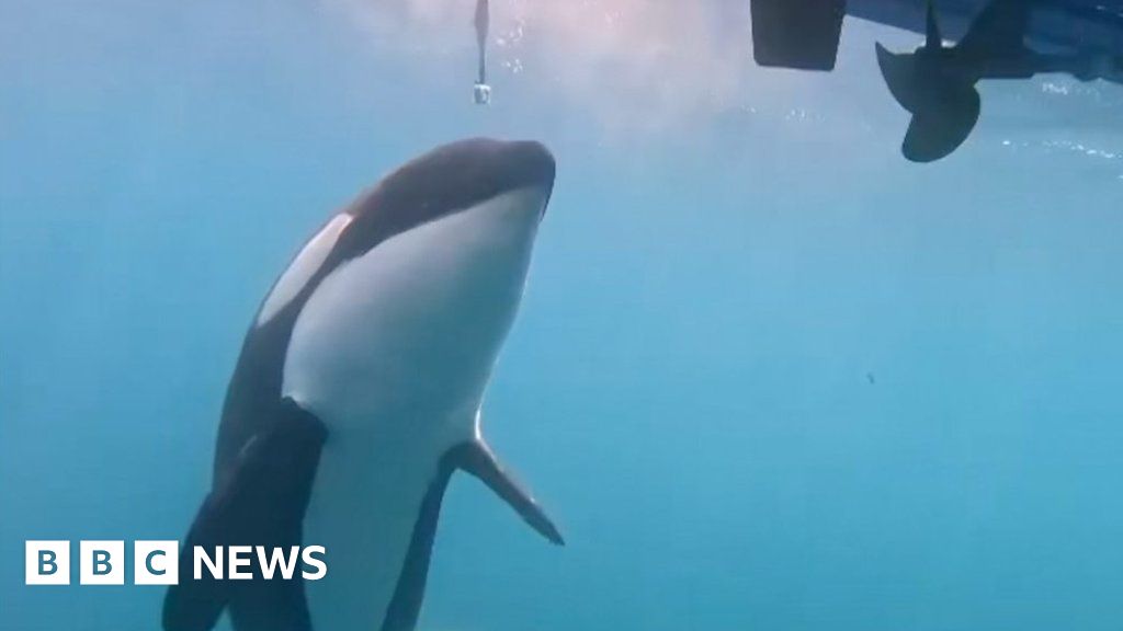 Atlantic orcas filmed 'learning from adults' to ram boats - BBC News