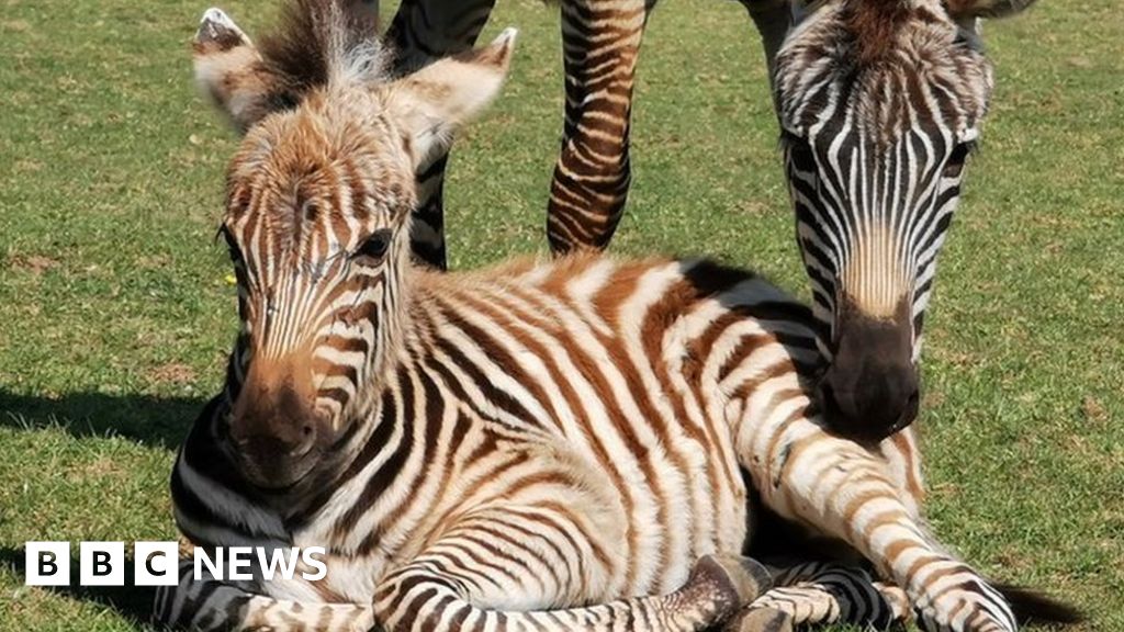Fireworks believed to have led to Somerset zoo's zebra death - BBC News