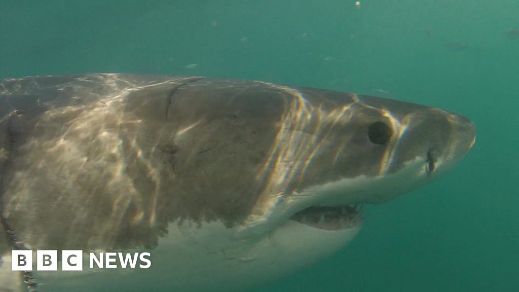 Where are Cape Town's great white sharks? - BBC News