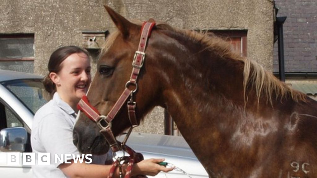 Reward increased after sexually-violated pony death - BBC News