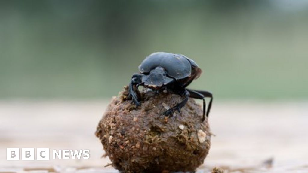 Dancing dung beetles navigate with 'sky snapshot' - BBC News