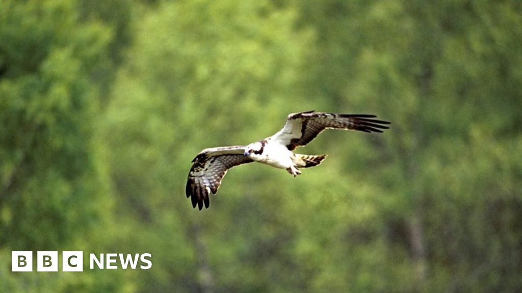 Osprey chick dies during RSPB ringing in Huntly - BBC News
