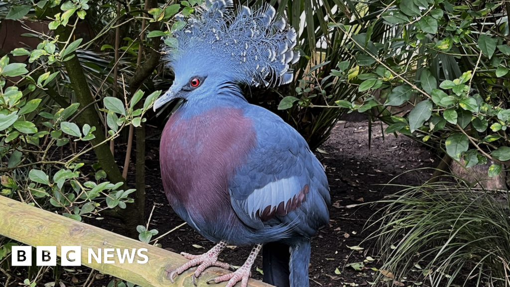 Giant pigeon lands at Newquay Zoo - BBC News