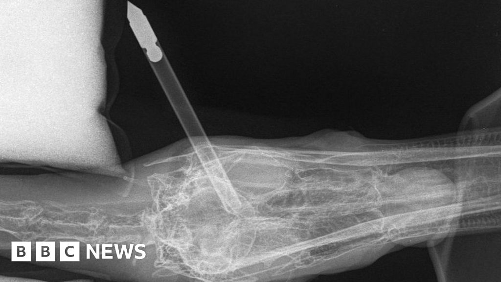 'Well known' Cheltenham swan shot in head with crossbow - BBC News