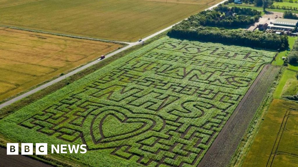 NHS maize maze tribute cut in March, Cambridgeshire - BBC News
