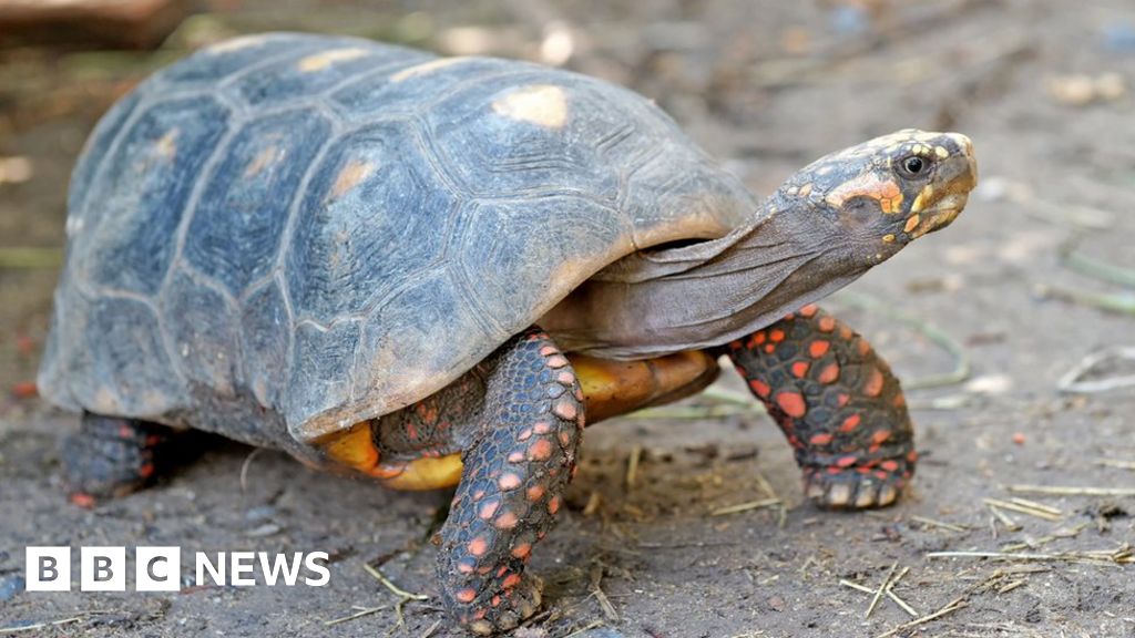 Red-foot tortoises found dead at Barry allotment - BBC News