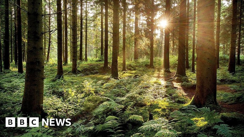 Climate change: Invest in technology that removes CO2 - report