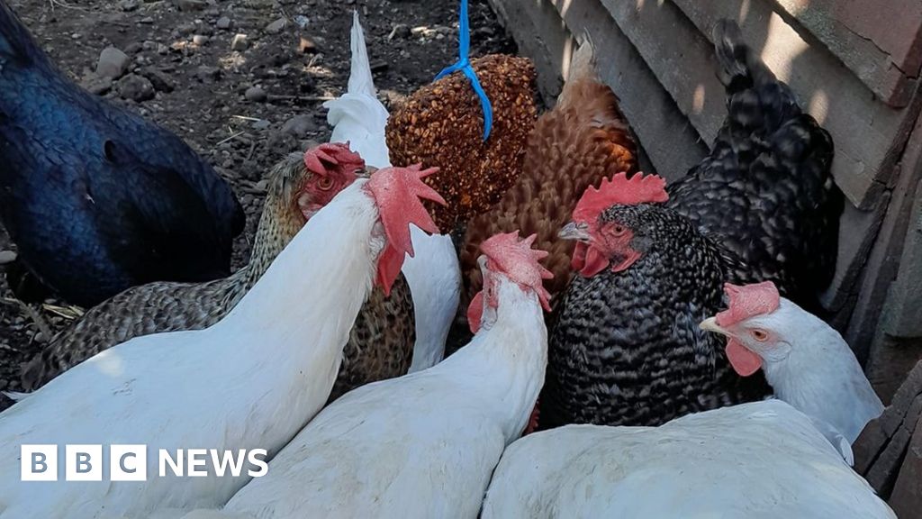 Heartbreak as 17 chickens stolen from inner-city farm in Birmingham ...