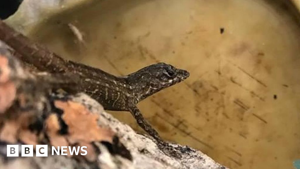 Stowaway lizard found under Mexico holidaymaker's sofa - BBC News