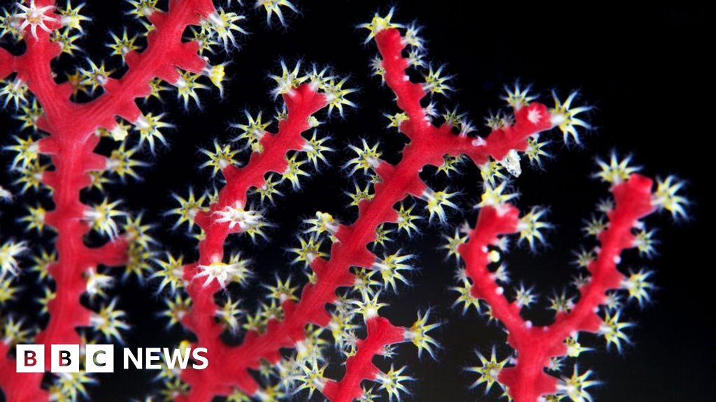 The beautiful creatures with a deadly streak - BBC News