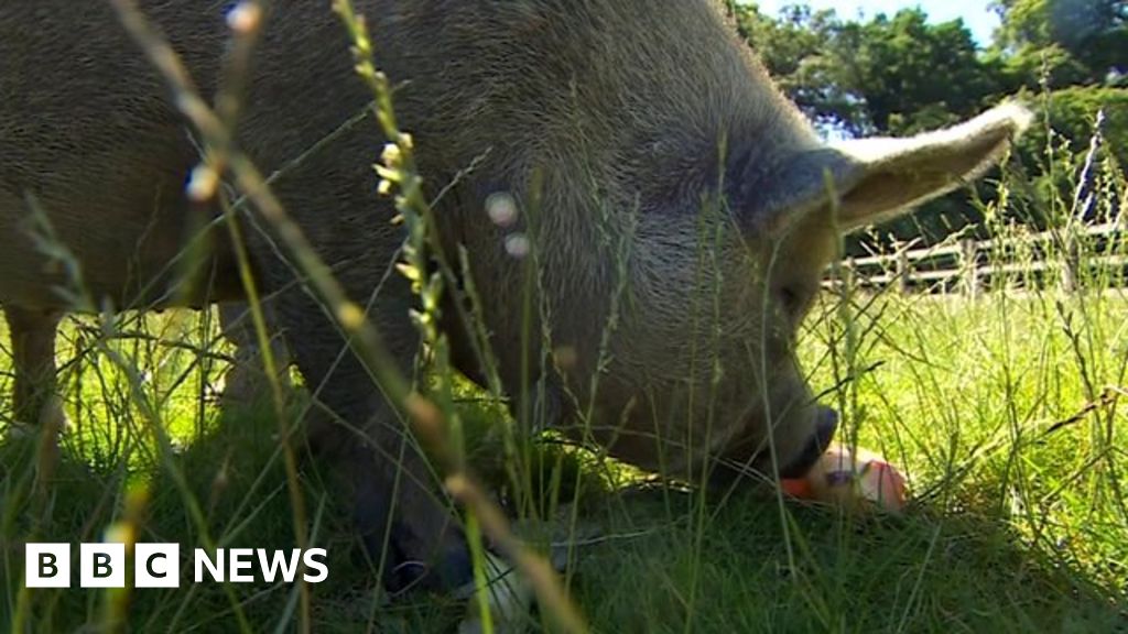 Sunscreen for pigs as temperatures soar - BBC News