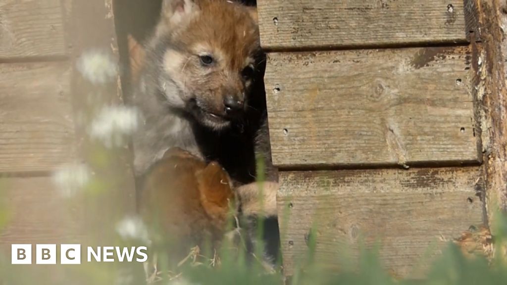 Wolf cubs filmed playing in Dundee - BBC News