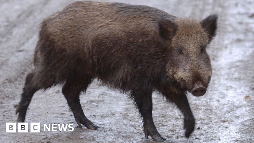 Free-roaming boar damaging fields in Highlands, says NFU - BBC News