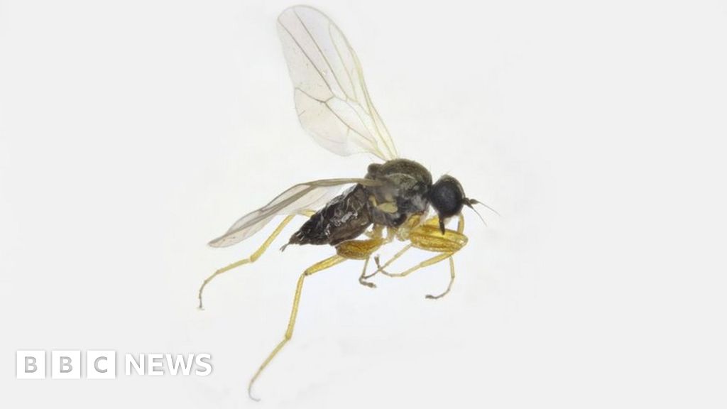 Fly first for Scottish wildlife reserve - BBC News