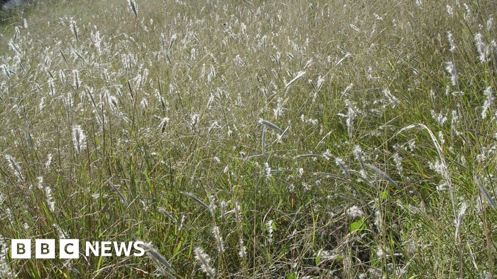 Grass food crops facing climate change challenge - BBC News