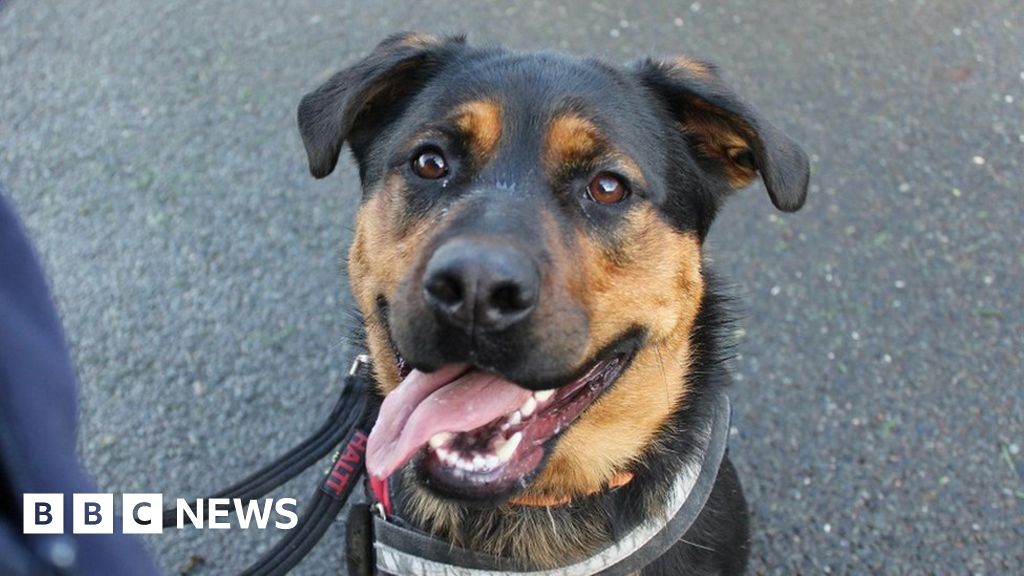 Cornwall RSPCA sees rise in rescue dogs due to pandemic - BBC News
