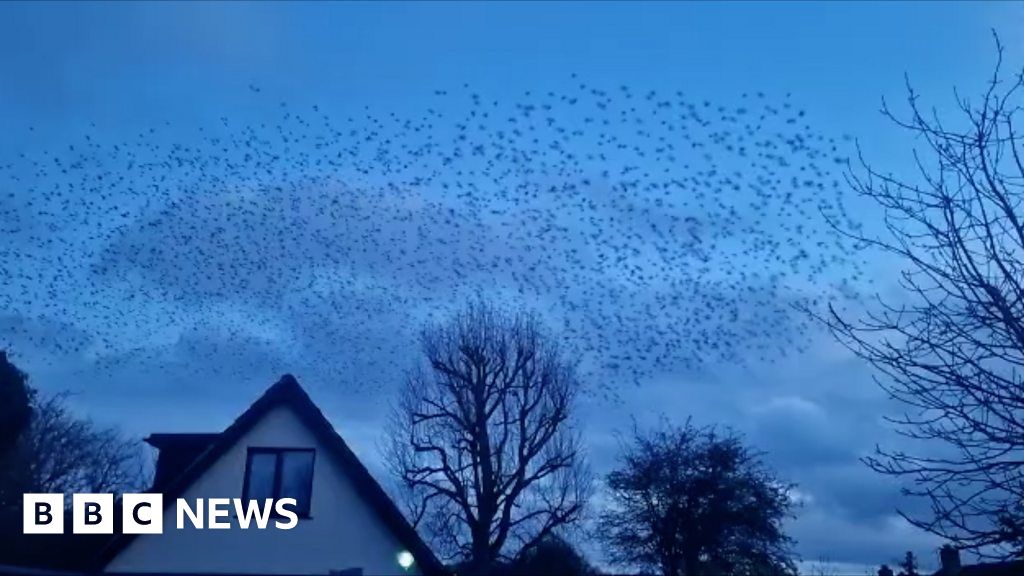 'I felt privileged seeing murmuration'