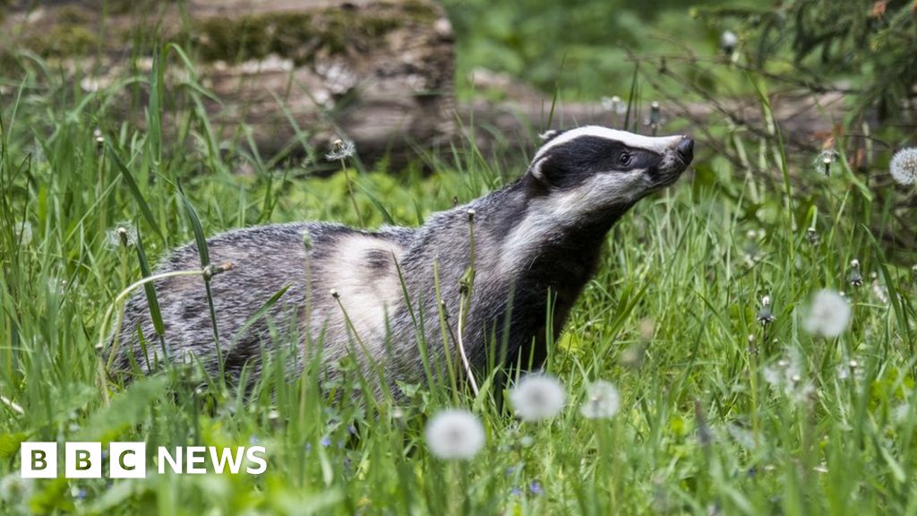 Badger cull: Chance in a lifetime has been missed, farmer says - BBC News