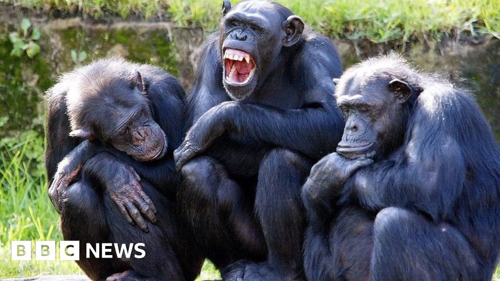 Political primates: James Tilley and Iain Duncan Smith - BBC News