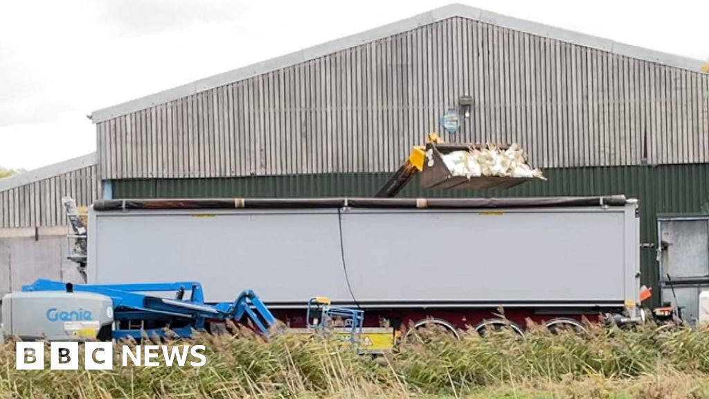 Bird flu: Thousands of turkeys culled after outbreak in Lincolnshire
