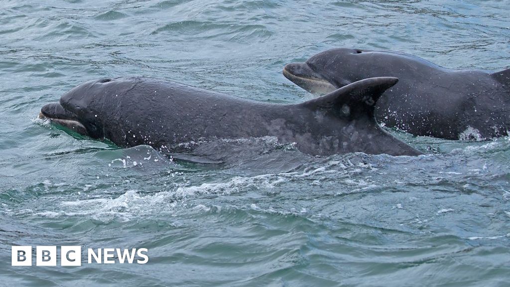Dolphins, whales and seals sightings on UK coast in 'hundreds' - BBC News